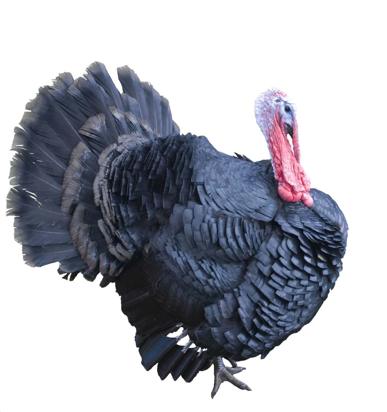 Turkey PNG, Turkey Transparent Background - FreeIconsPNG