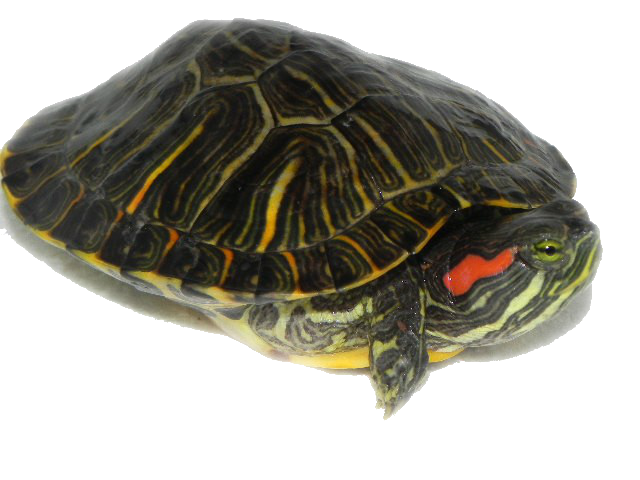 Turtle PNG, Turtle Transparent Background - FreeIconsPNG