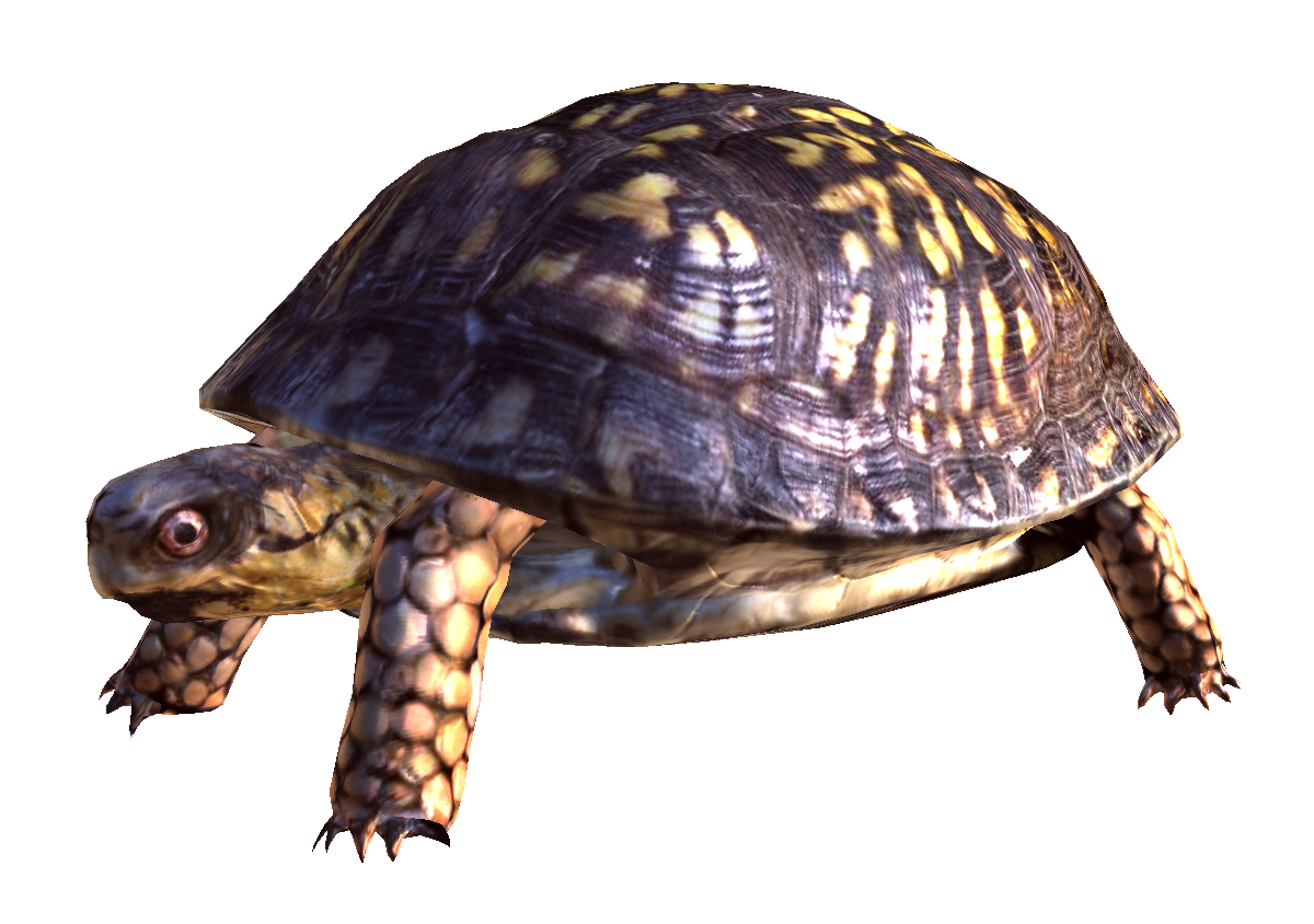 Best Collections Image Turtle PNG Transparent Background, Free Download ...