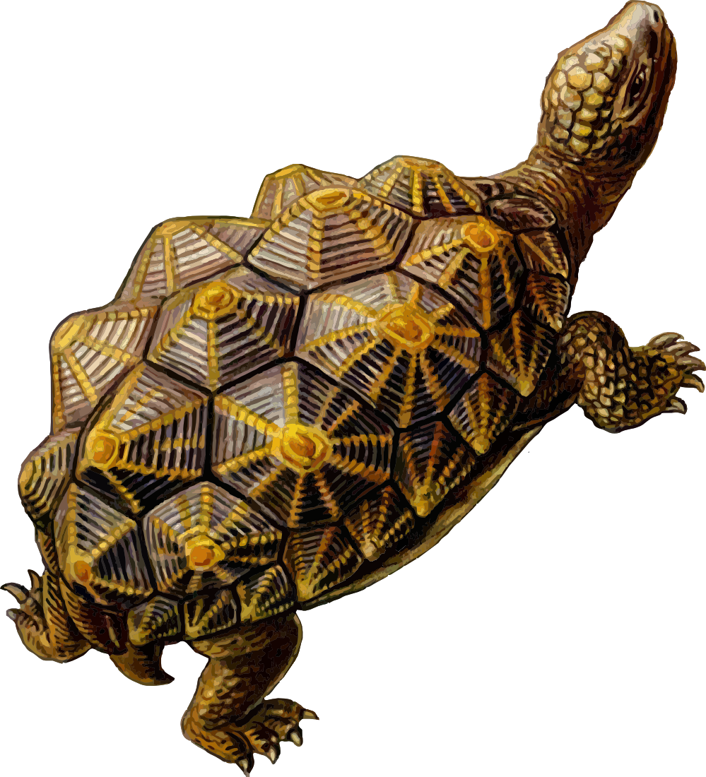 Turtle Download Free Images PNG Transparent Background, Free Download ...