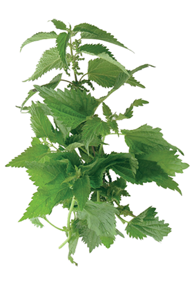 Useful Green Nettle Picture PNG Transparent Background, Free Download ...