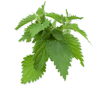 Useful Nettle Photo PNG Transparent Background, Free Download #48499 ...