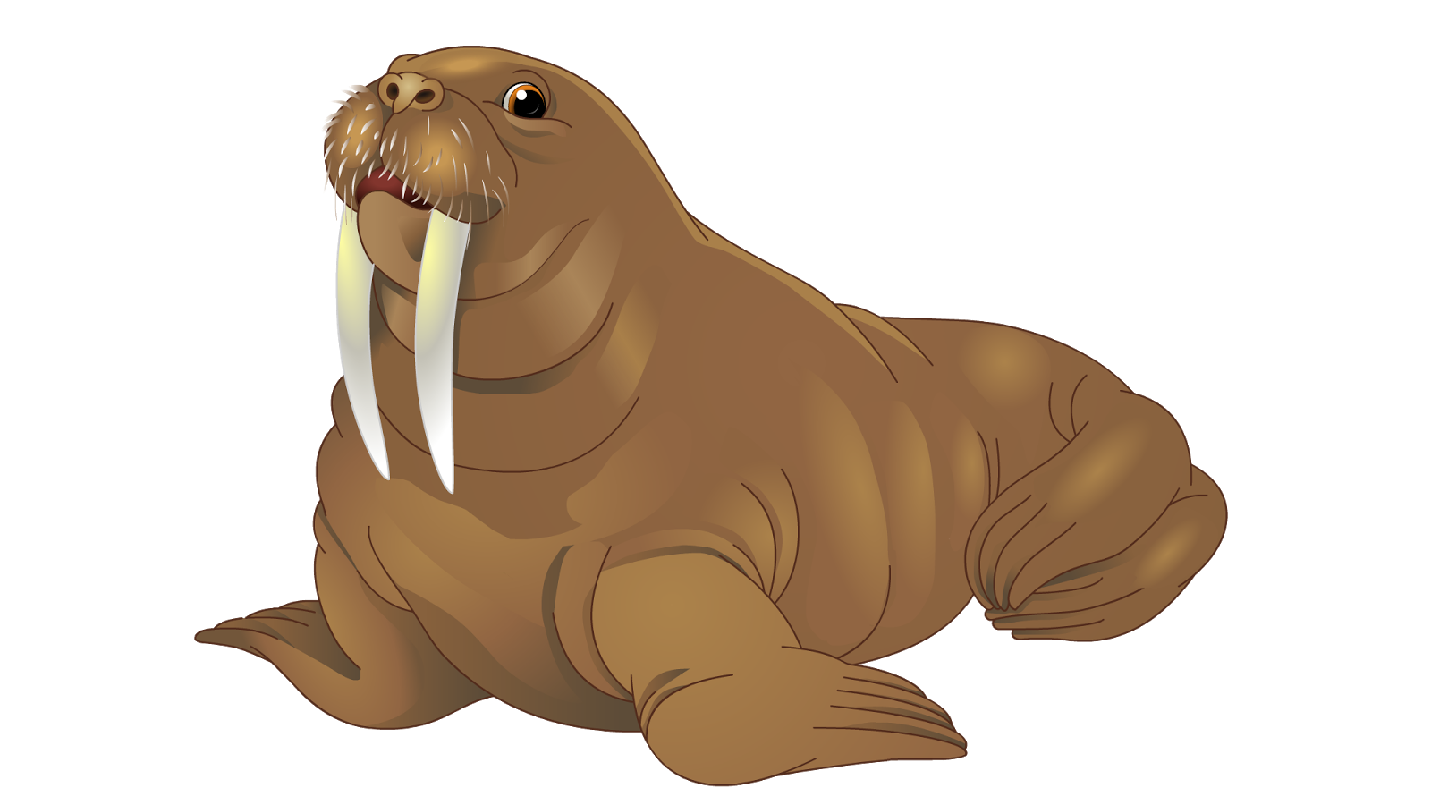 Walrus Hd PNG Transparent Background, Free Download #48624 - FreeIconsPNG