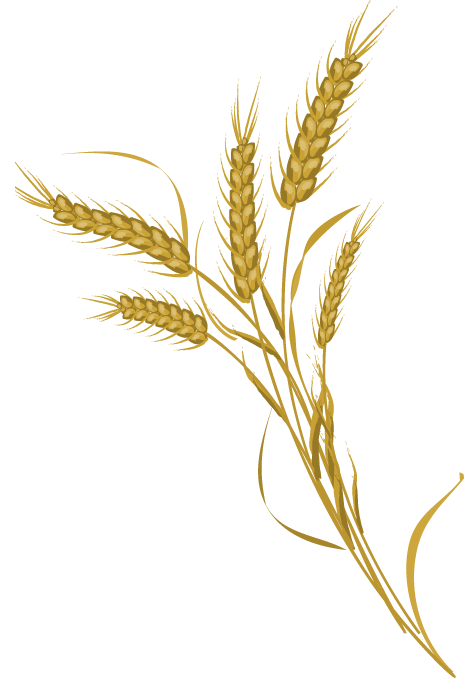Wheat Transparent PNG Pictures - Free Icons and PNG Backgrounds