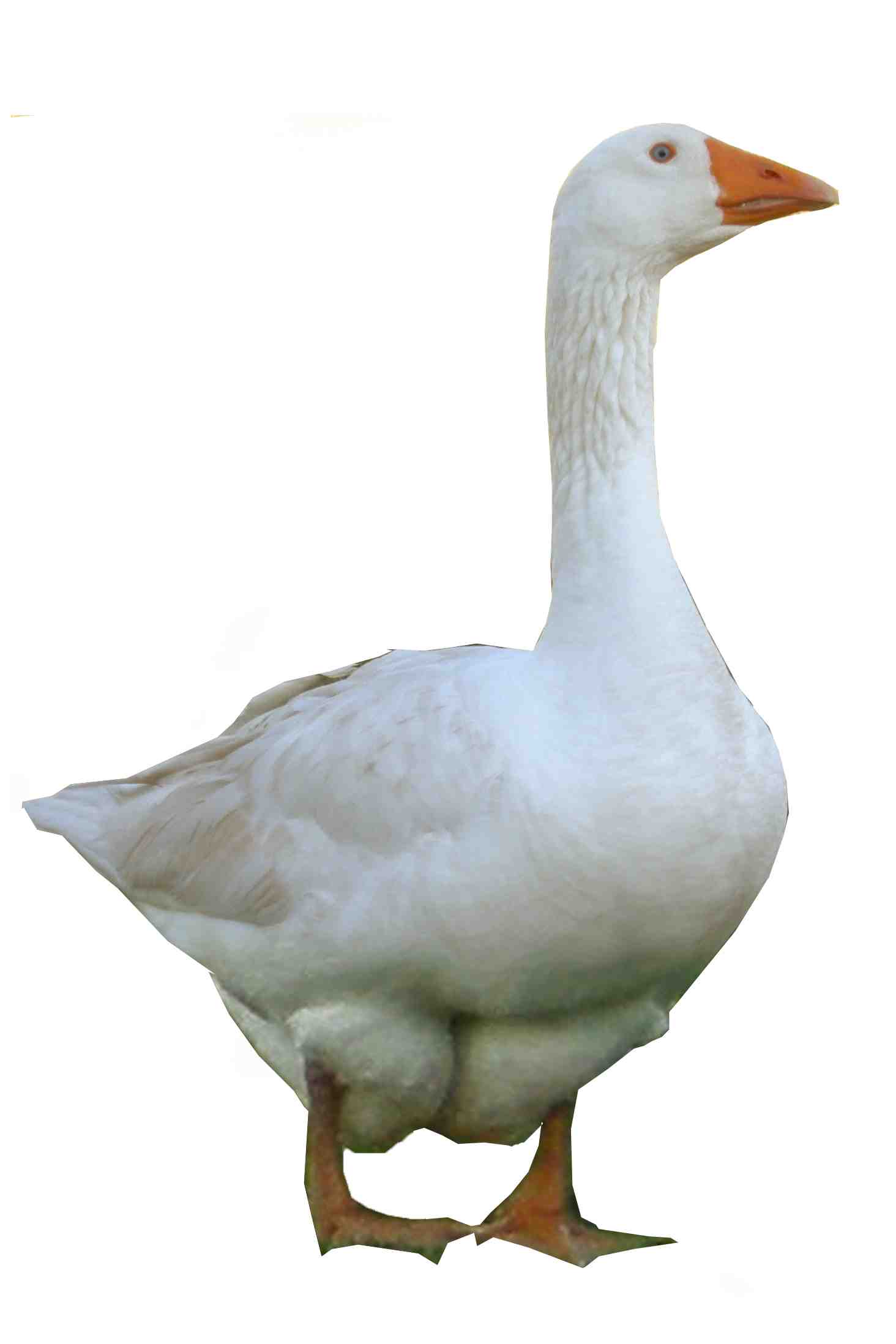 Picture Of White Goose at Megan Blackmon blog