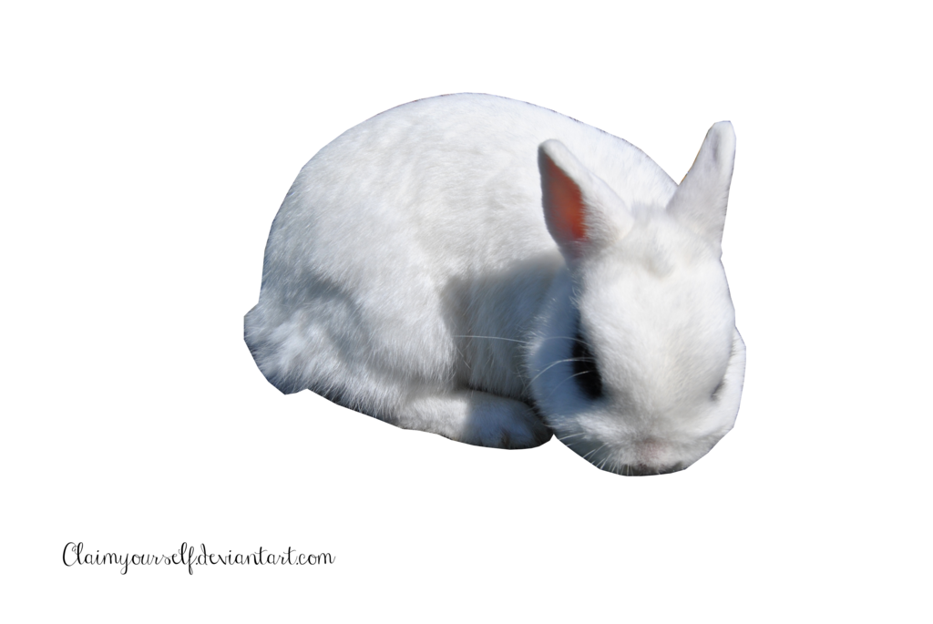 White Rabbit PNG Transparent Background, Free Download #40319 ...