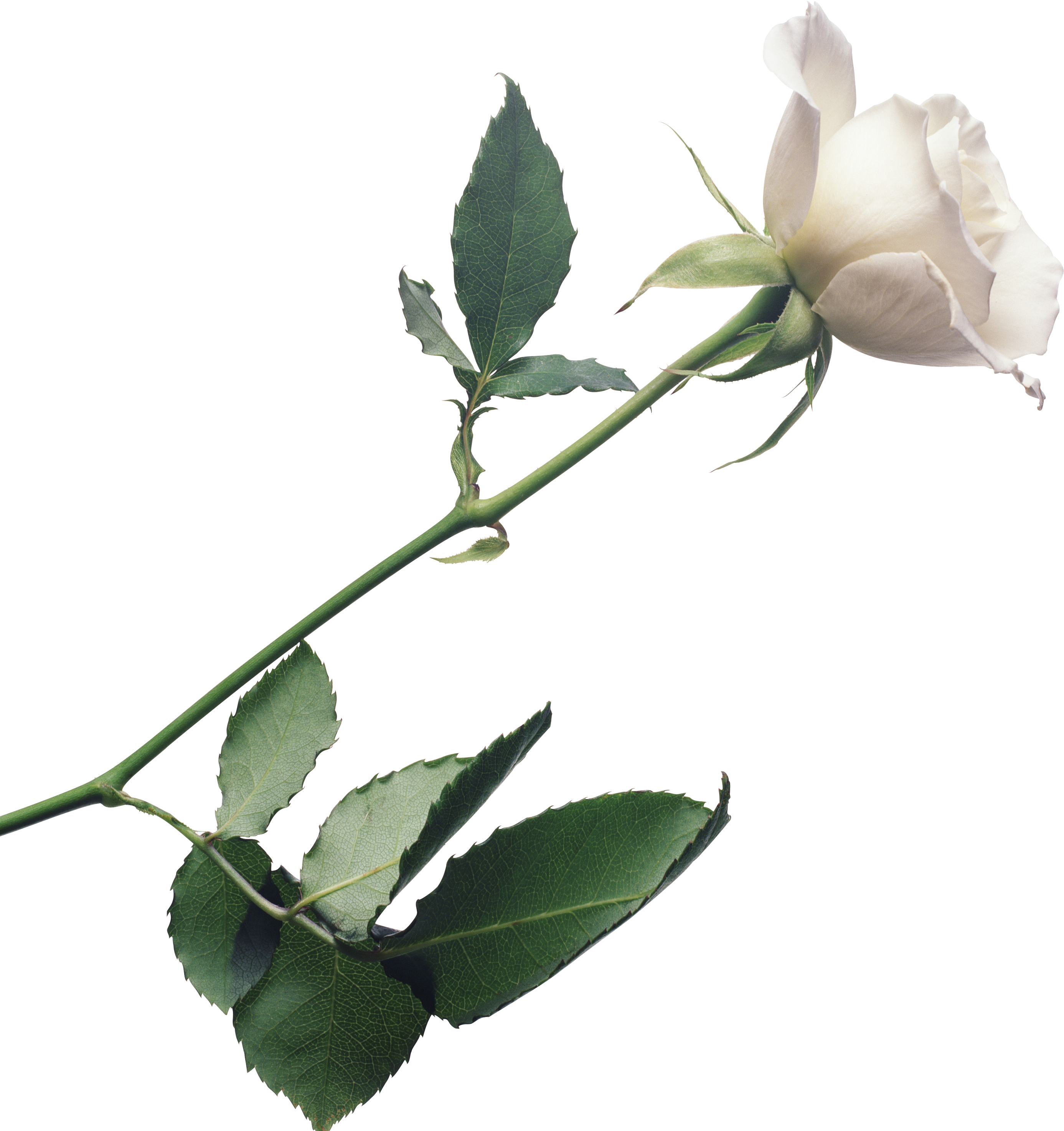 White Rose Background, Plant Stem Botany Flowering Plant PNG ...