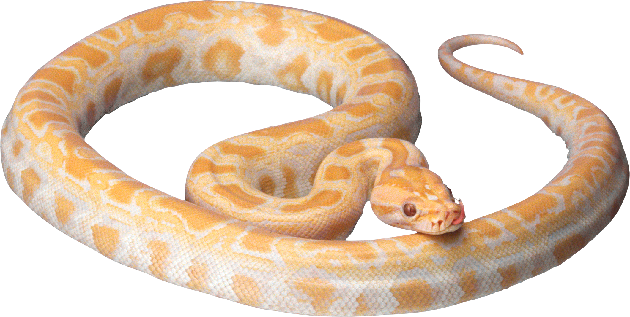Snake White Background