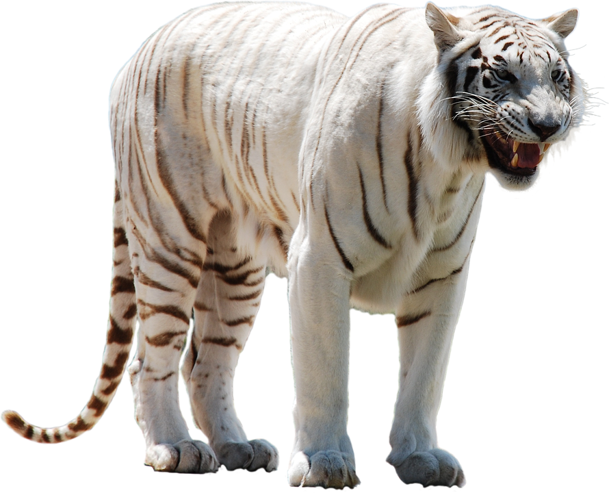 Tiger PNG, Tiger Transparent Background - FreeIconsPNG