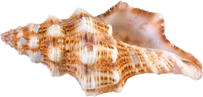 Wrapped In Gold Colored Conch Picture PNG Transparent Background, Free ...
