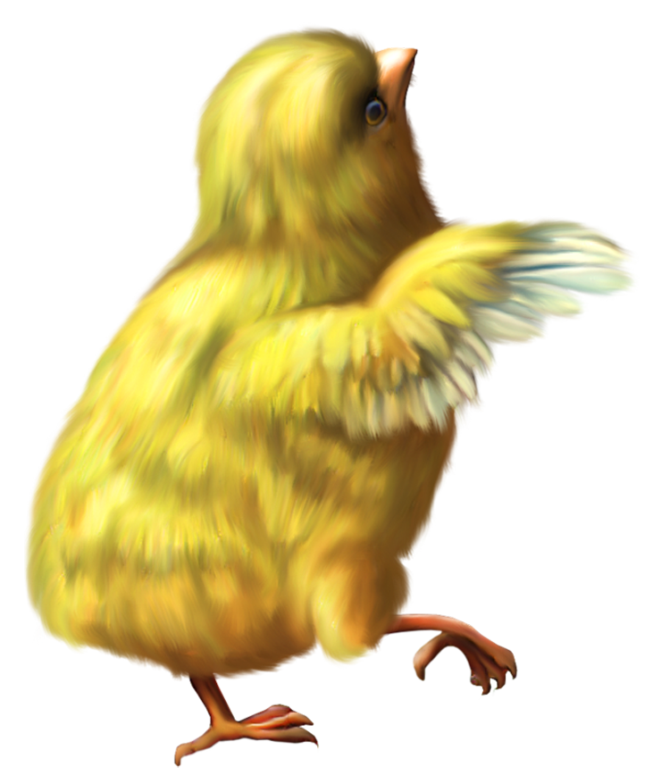 Yellow Baby Chicken PNG Transparent Background, Free Download #40292 ...