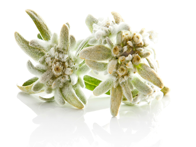Edelweiss Transparent PNG Pictures - Free Icons and PNG Backgrounds
